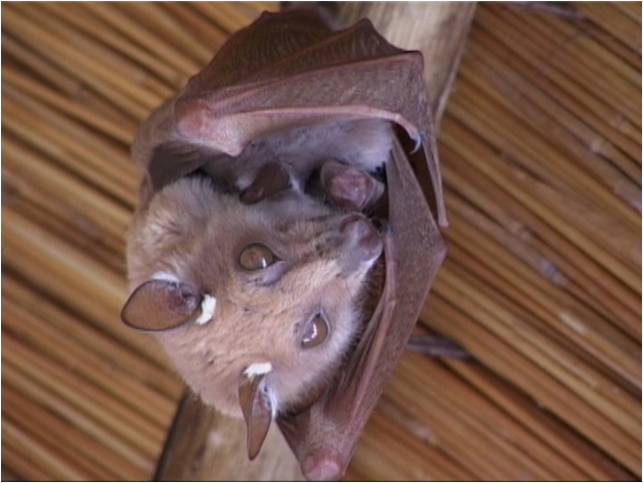 South African Bat Assessment Association